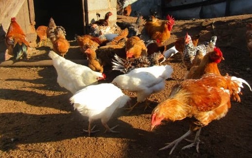Mnelisi's Farming blog for Pigs, Fish, Poultry and Rabbit