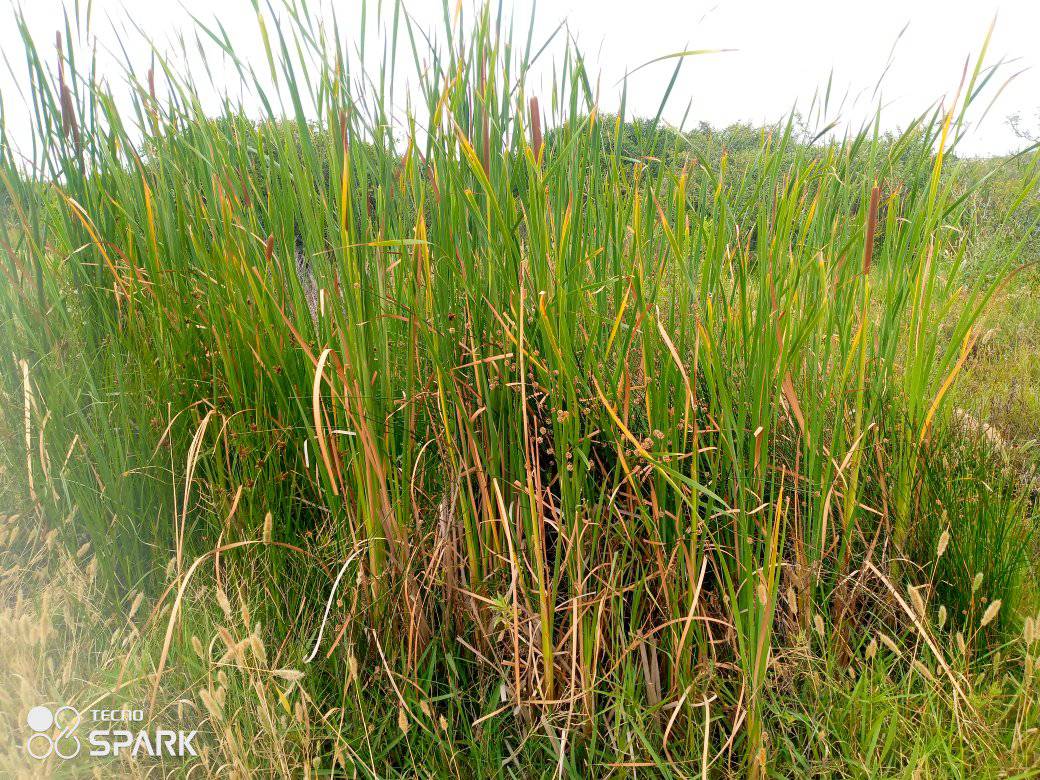 ibhuma umuthi wenzani? yini umsebenzi womuthi ibhuma? ibhuma liyachatha