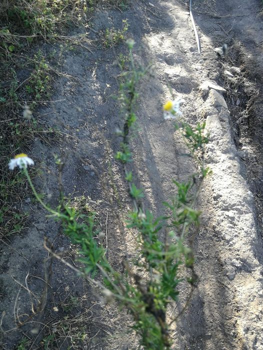 Ufoshela umuthi uyaqguma uphalaze ngawo wenza uthandeke uma ungumuntu ...