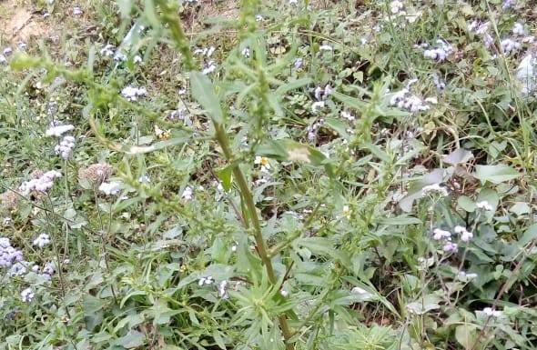 UNukani (Black Stinkwood) umuthi uyasebenza ekukhipheni isichitho futhi ...